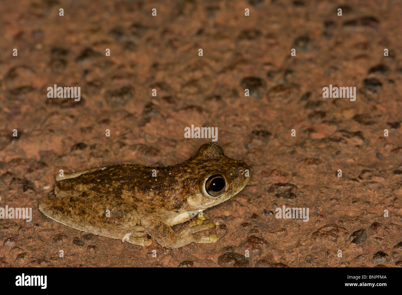 Litoria frosch australien -Fotos und -Bildmaterial in hoher Auflösung ...