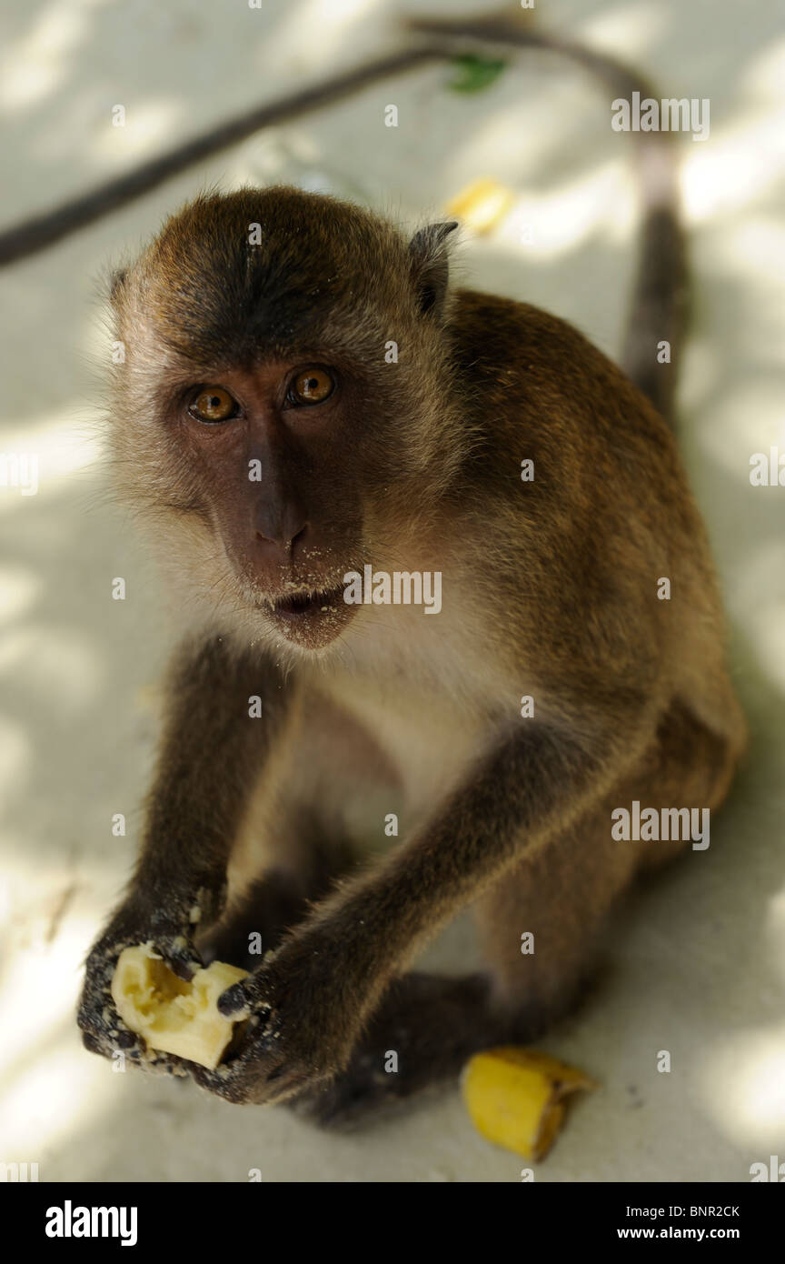 junge Affen essen Bananen am Monkey Beach, Koh Phi Phi Leh, Phi Phi ...