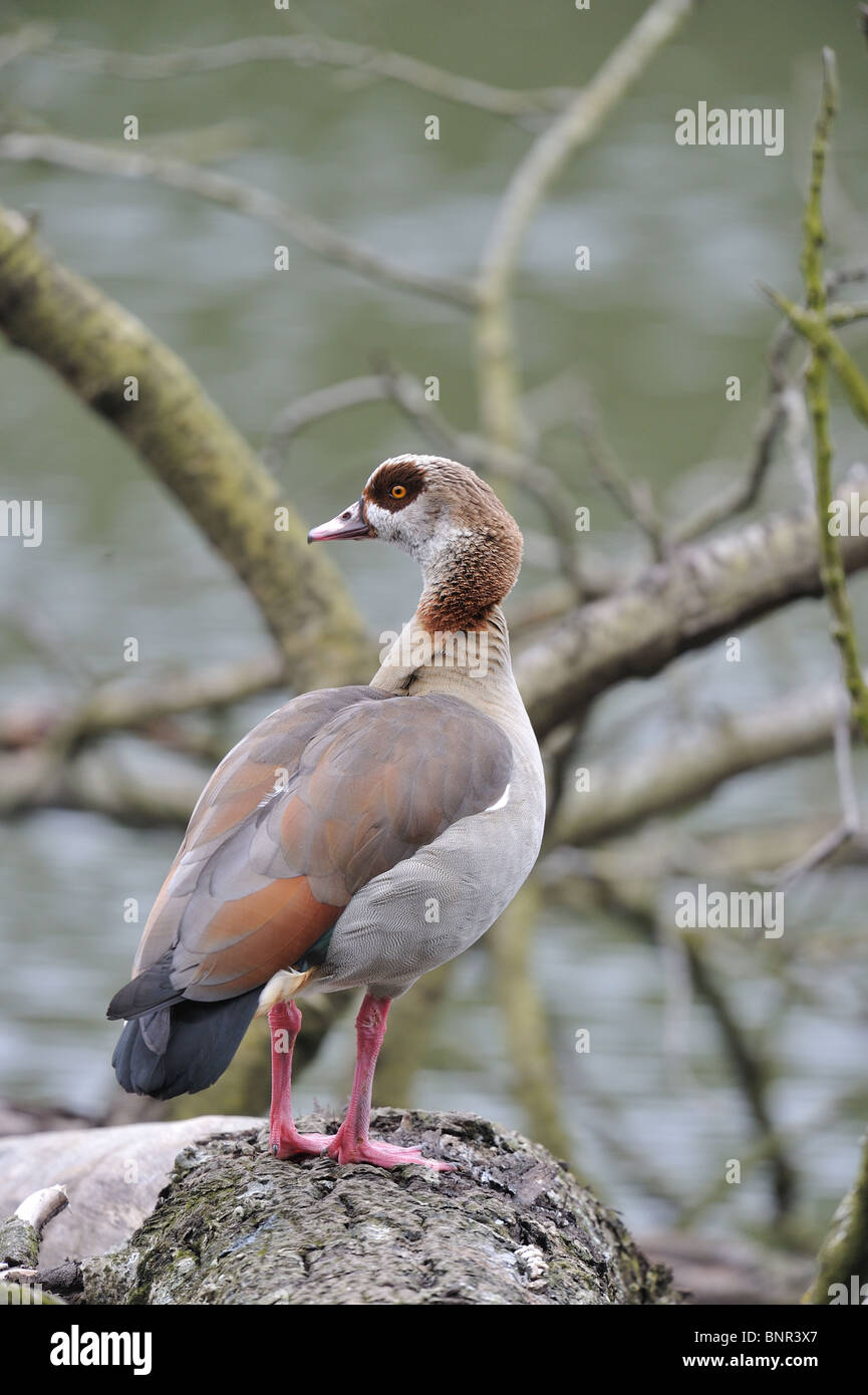 Die nilgans -Fotos und -Bildmaterial in hoher Auflösung – Alamy