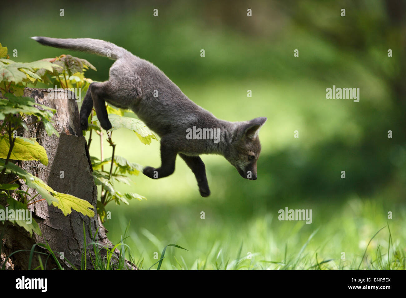 Rotfuchs (Vulpes Vulpes) Cub springen aus stumpf Stockfotografie - Alamy