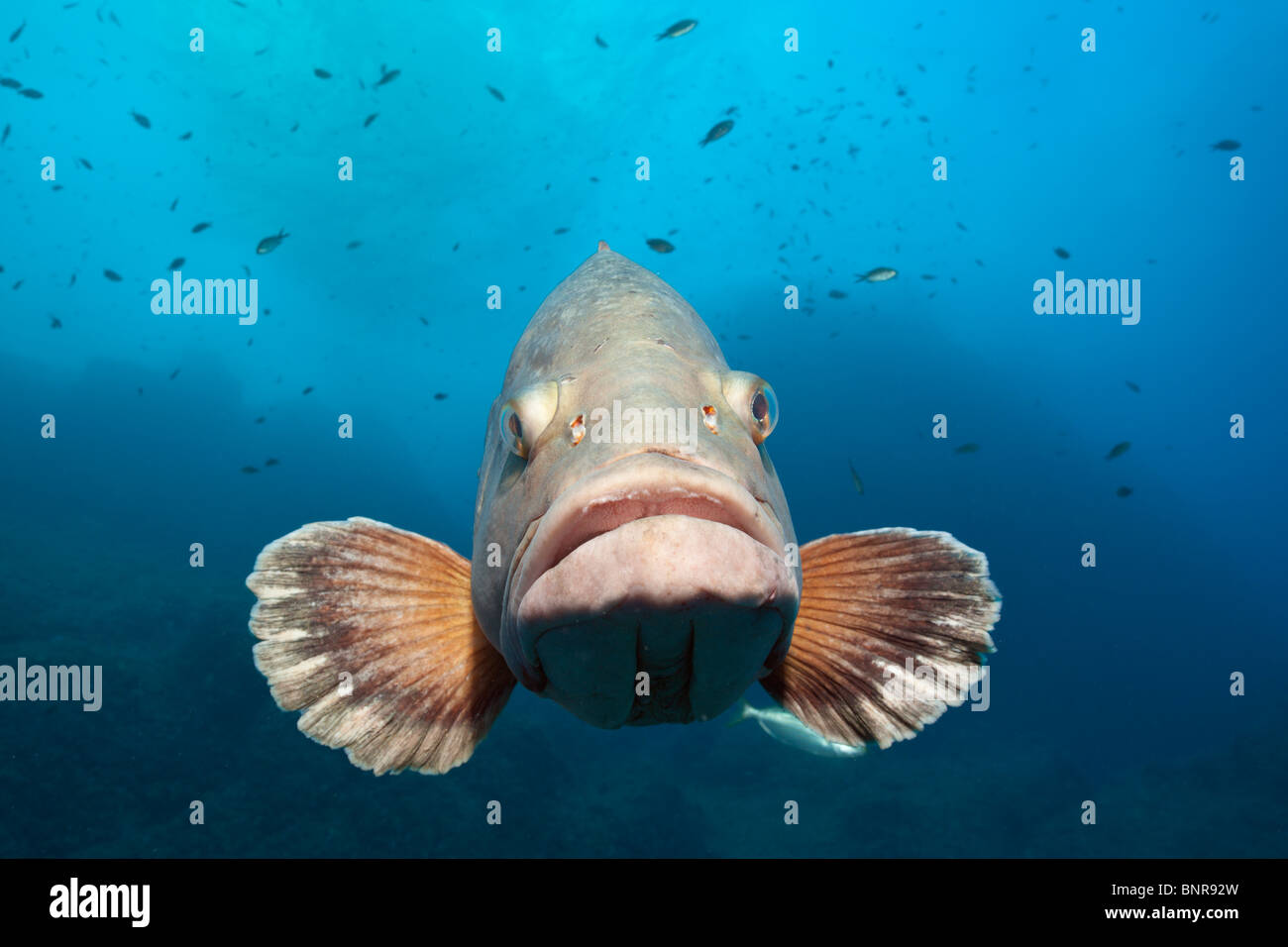 Mittelmeer zackenbarsch -Fotos und -Bildmaterial in hoher Auflösung – Alamy