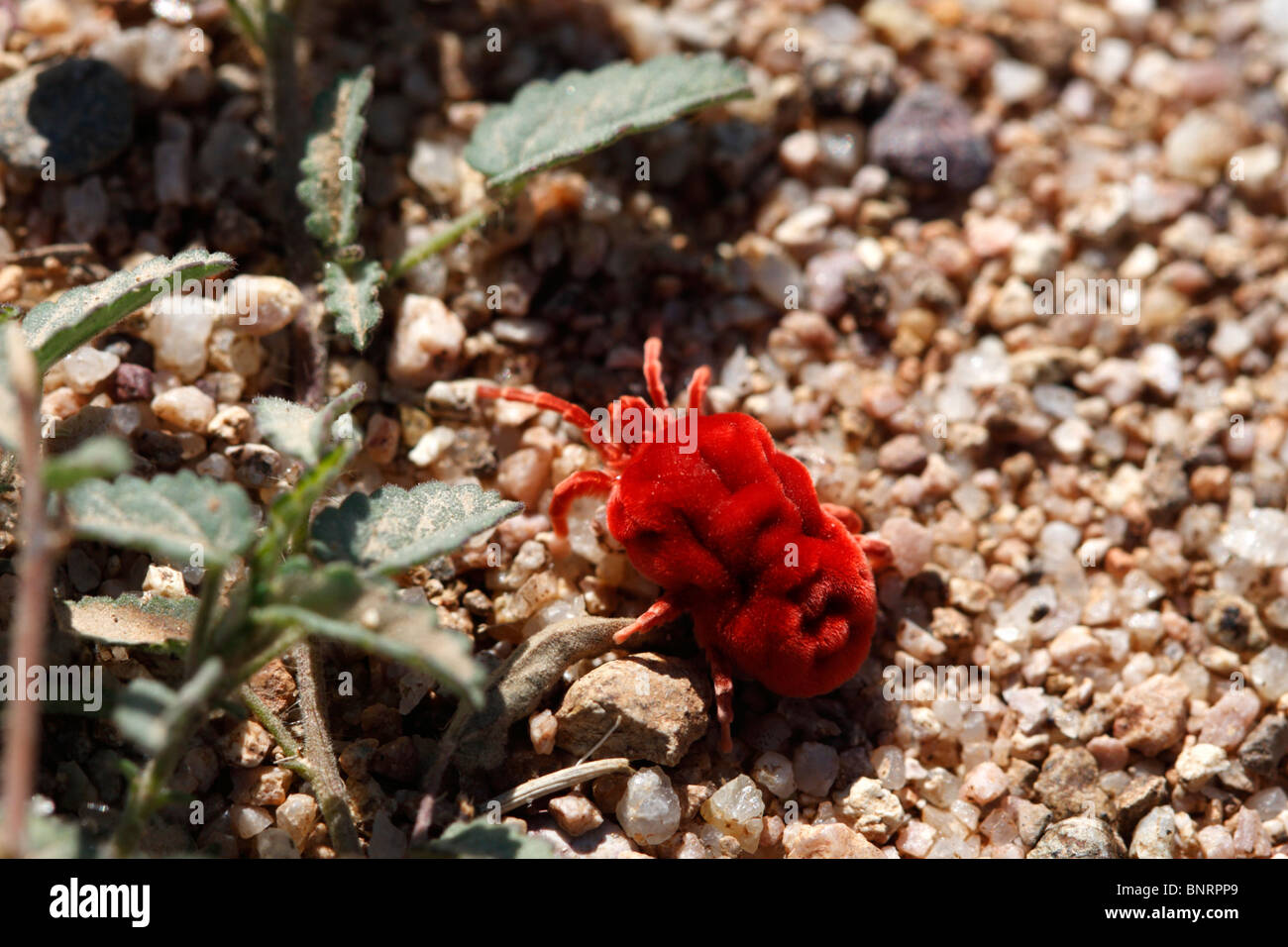 Rote samtmilben -Fotos und -Bildmaterial in hoher Auflösung – Alamy