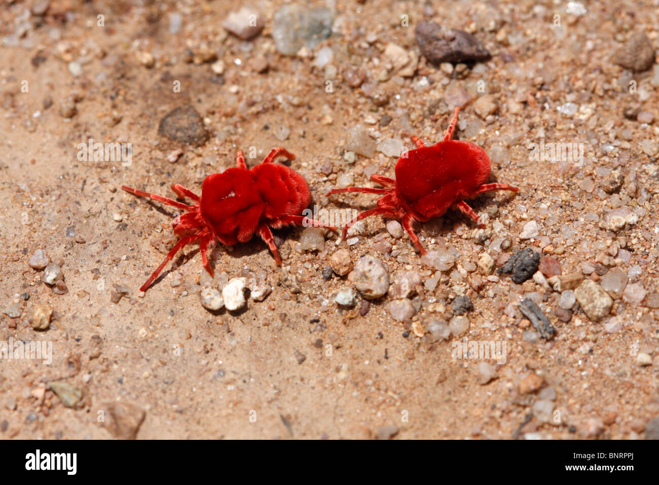 Rote samtmilben -Fotos und -Bildmaterial in hoher Auflösung – Alamy