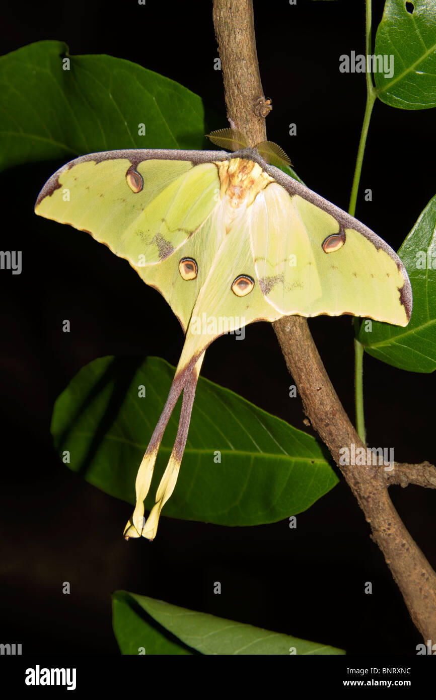 Afrikanische Mondmotte (Argema mimosae), Küste Kenias Stockfotografie ...
