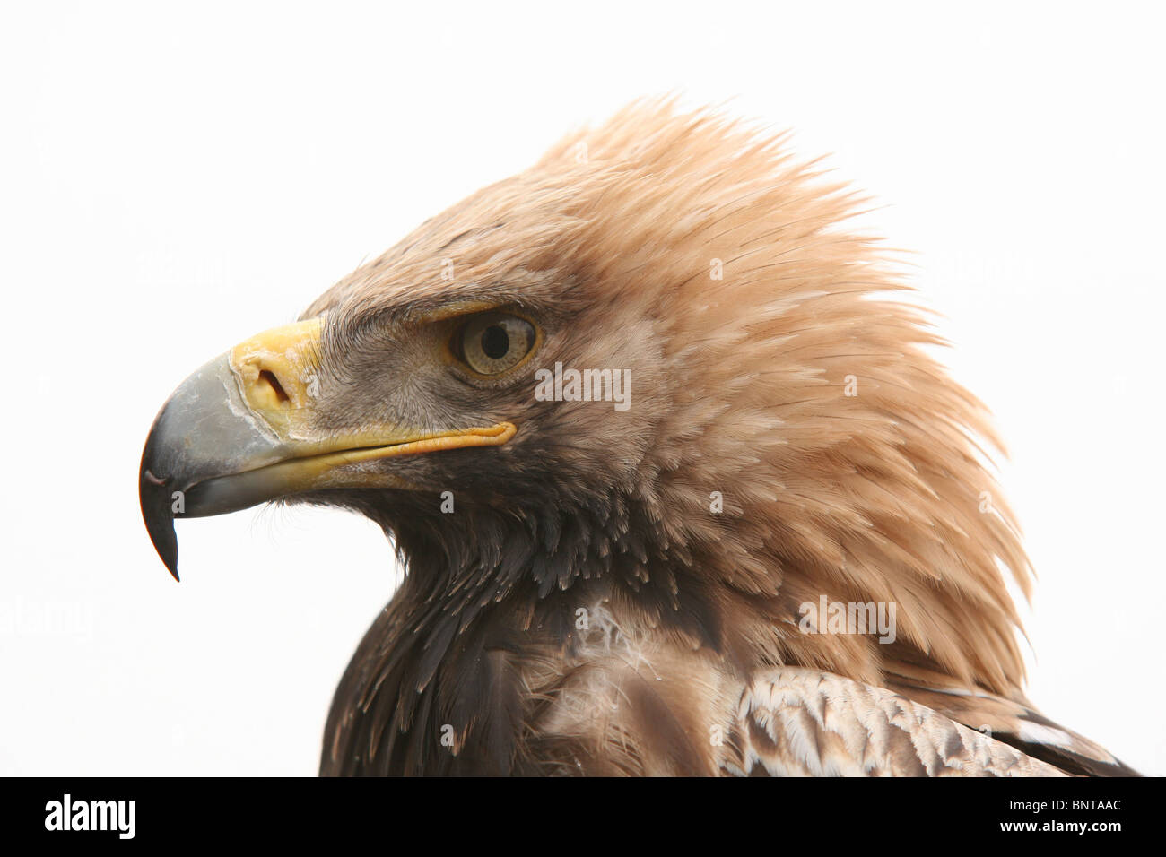Reichsadler deutschland -Fotos und -Bildmaterial in hoher Auflösung – Alamy