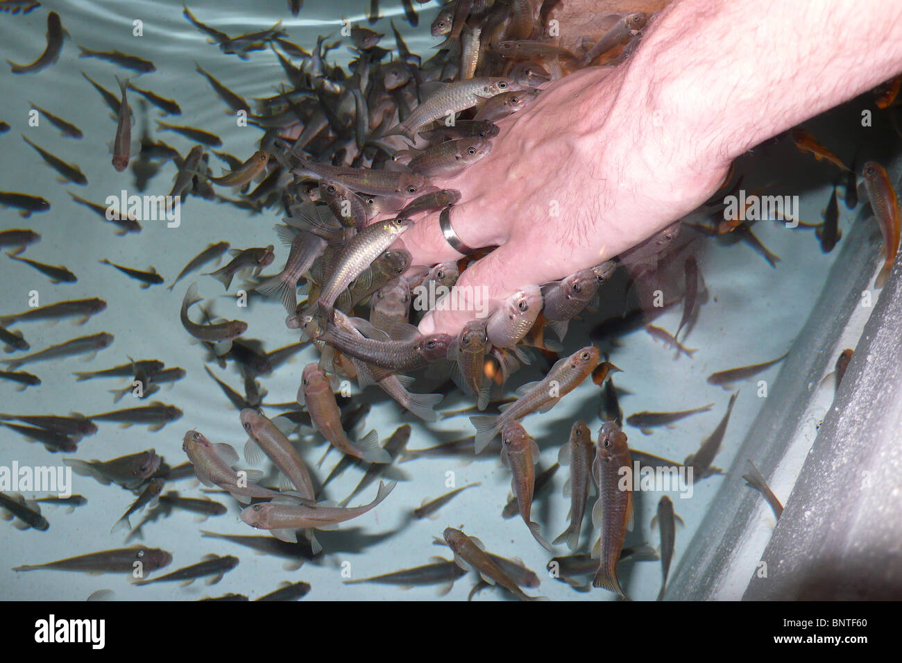 Fish spa -Fotos und -Bildmaterial in hoher Auflösung – Alamy