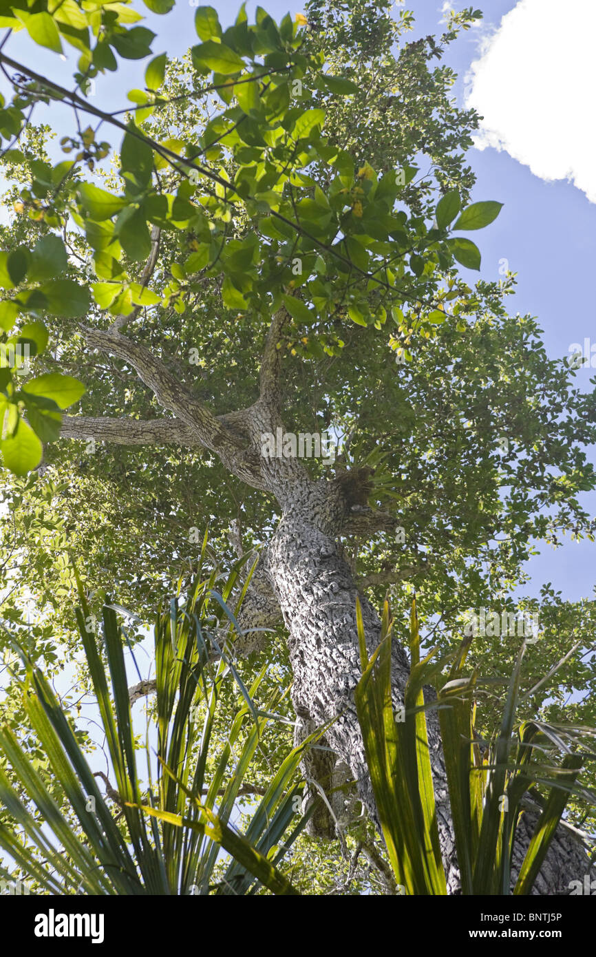 Zapote oder Sapote (Kaugummi) Baum Stockfotografie - Alamy