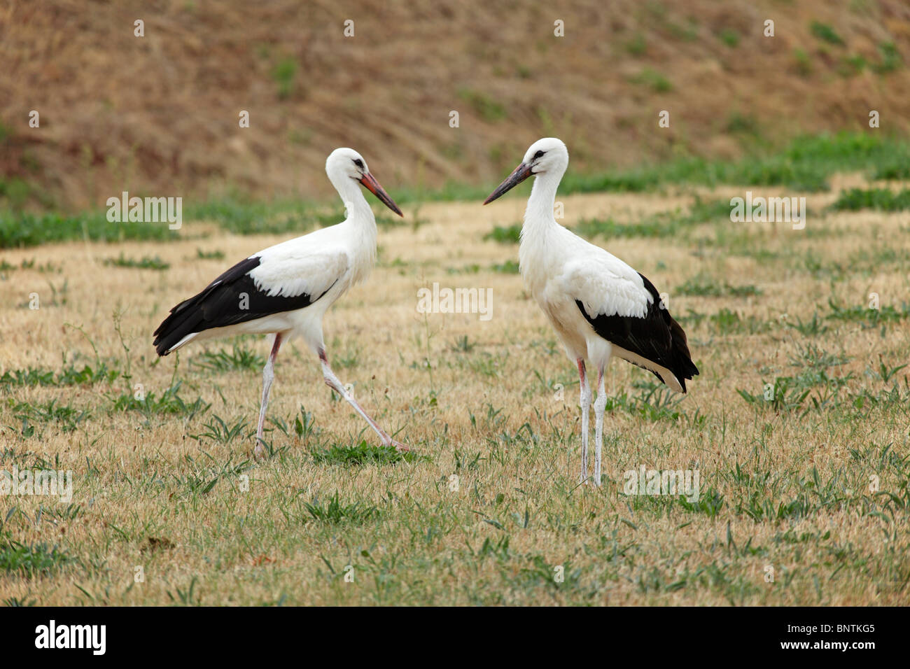 Junger storch -Fotos und -Bildmaterial in hoher Auflösung – Alamy