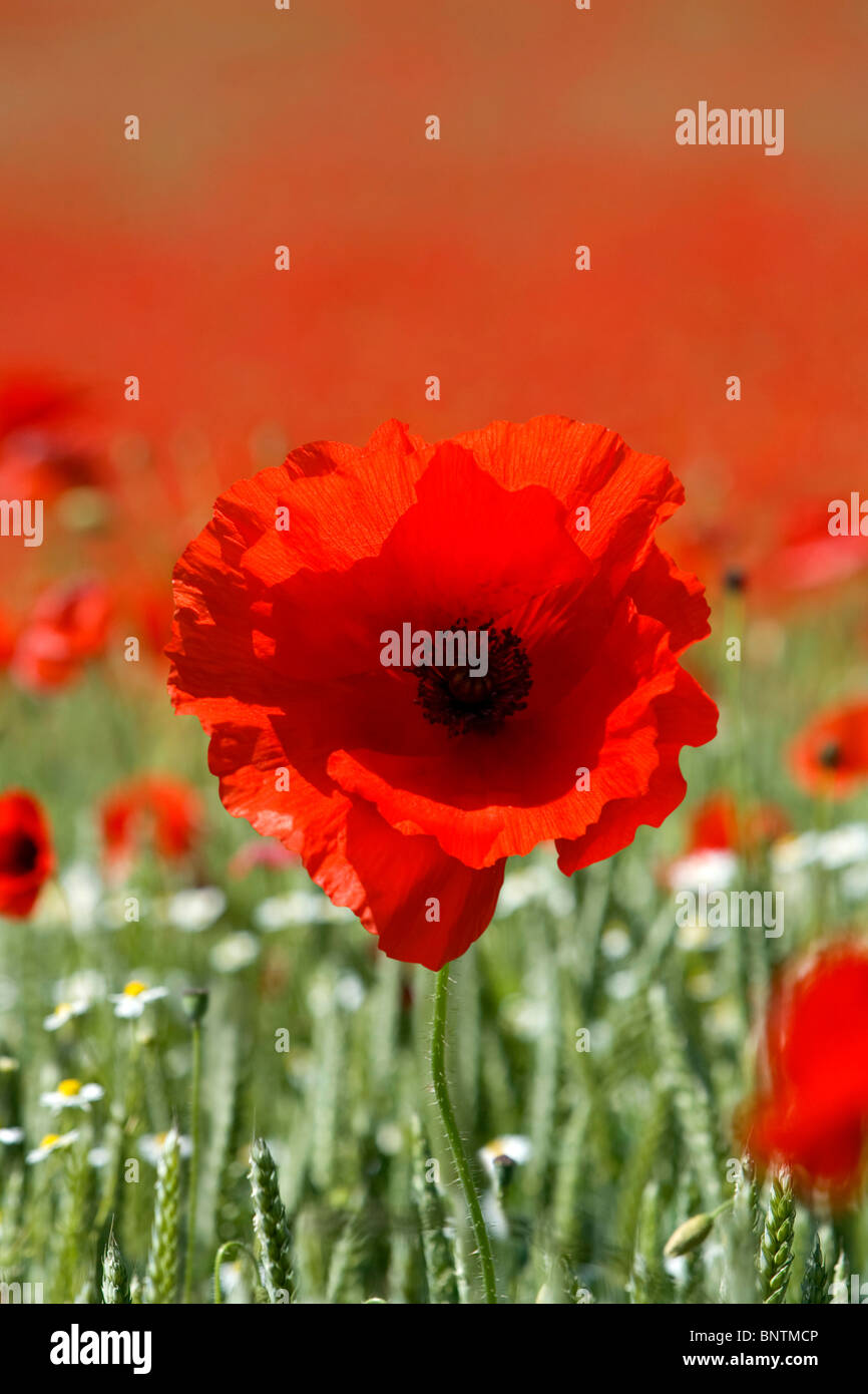 Shropshire mohn -Fotos und -Bildmaterial in hoher Auflösung – Alamy