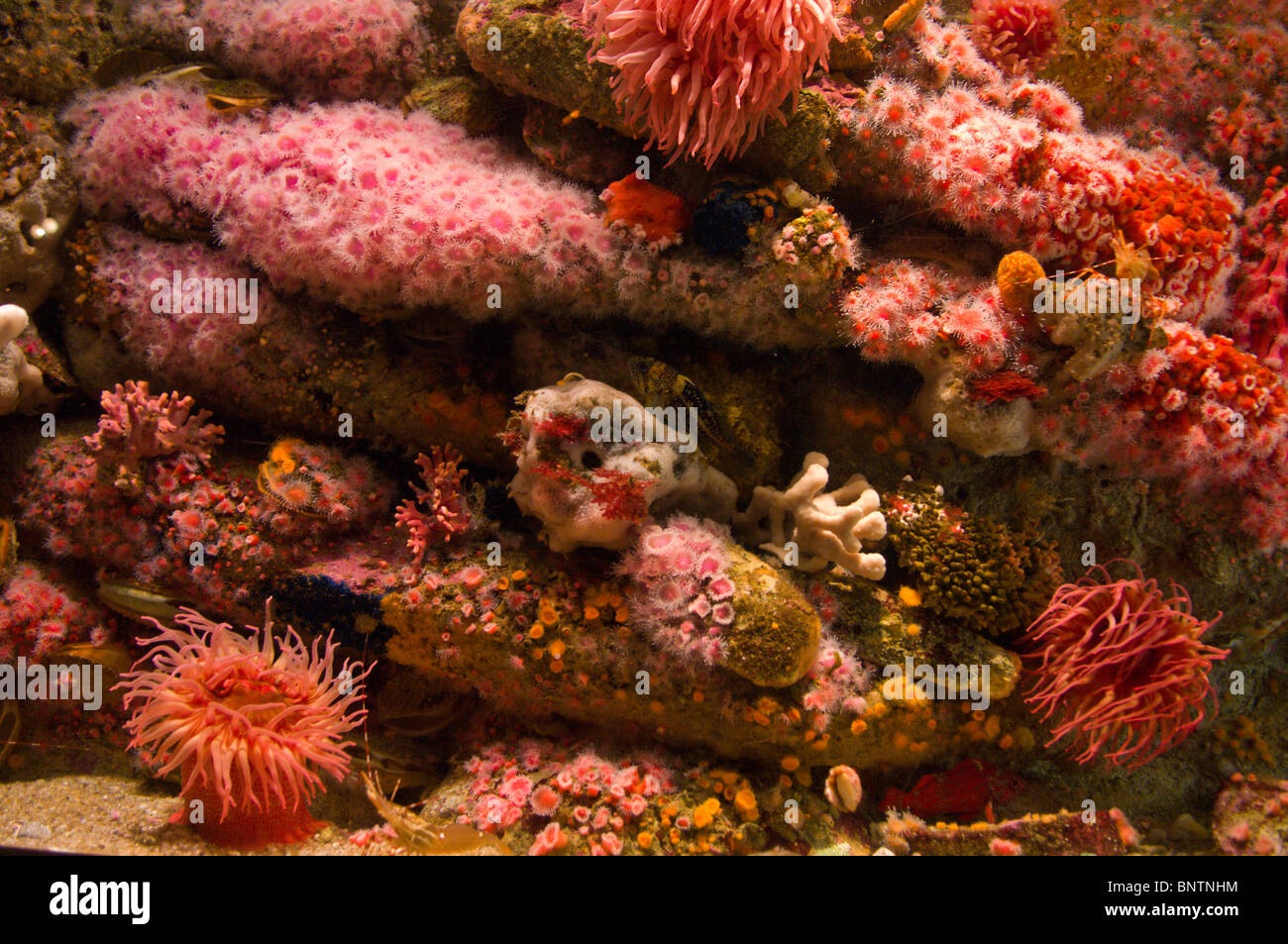 Pazifische Riff Display im Monterey Bay Aquarium zeigt verschiedene Korallen, Anemonen, Muscheln ...