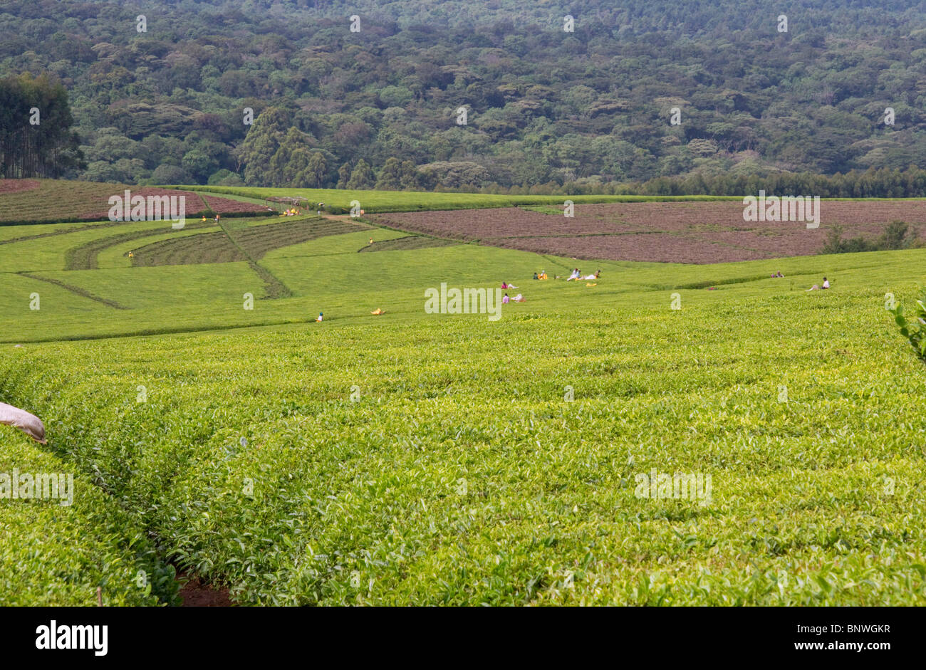 Kenia teeplantage -Fotos und -Bildmaterial in hoher Auflösung – Alamy