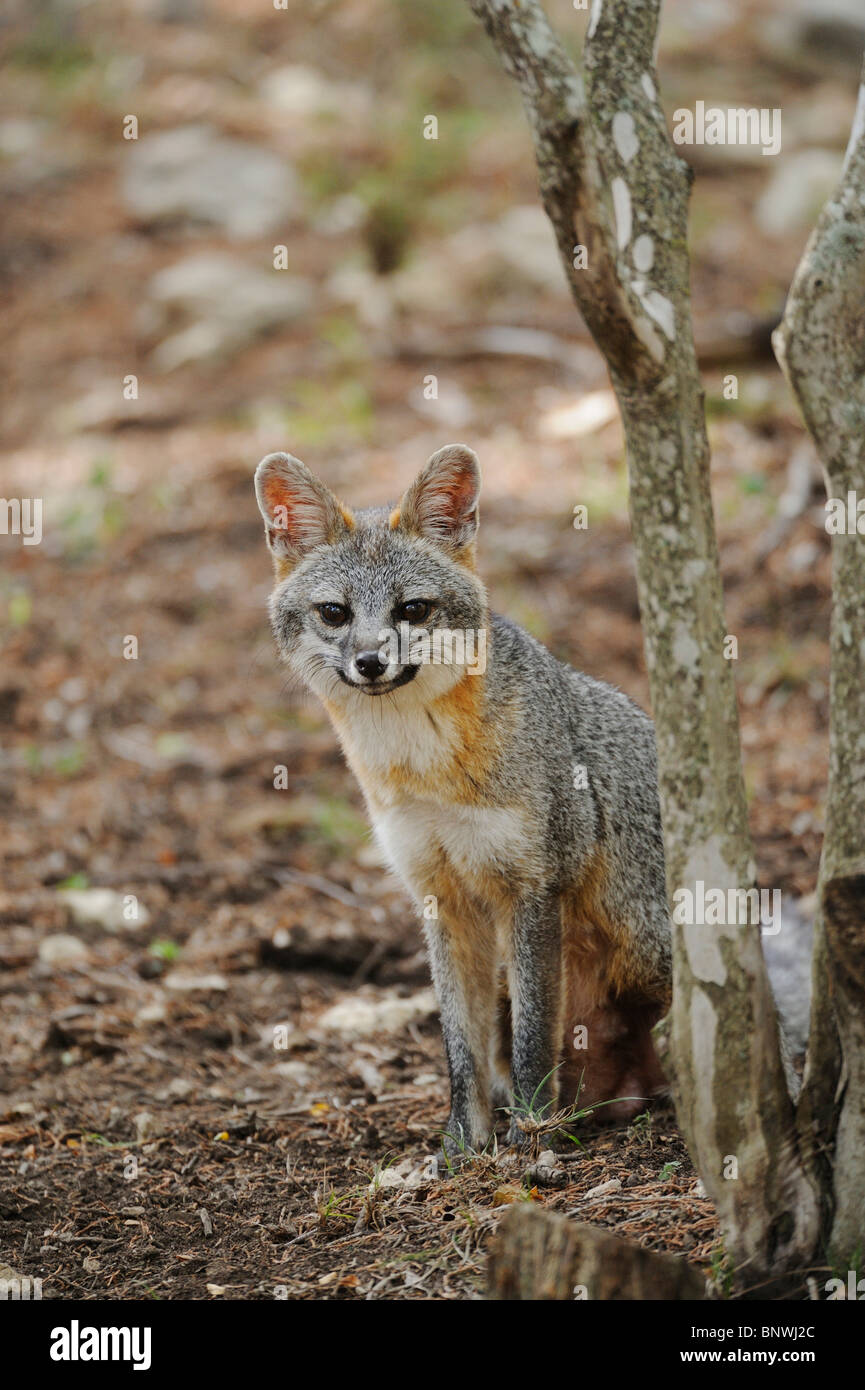 Grauer Fuchs Stockfotos und -bilder Kaufen - Alamy