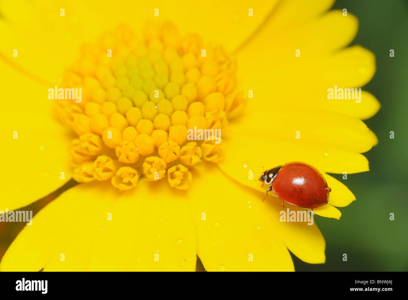 Käfer Marienkäfer (Coccinellidae), Erwachsene auf Huisache Daisy ...