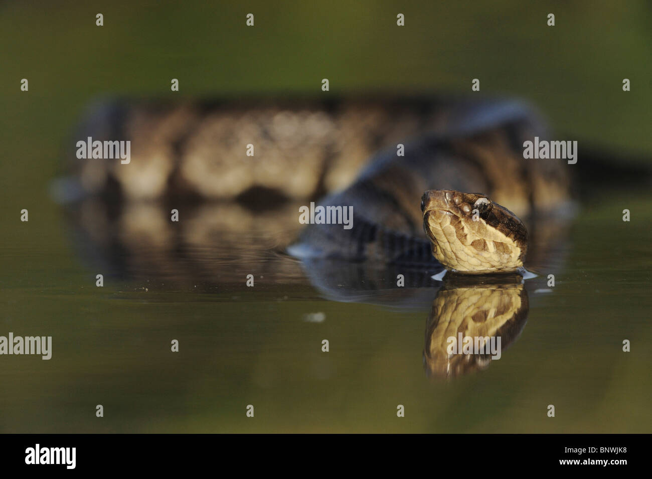 Western Cottonmouth (Agkistrodon Piscivorus Leucostoma), Erwachsene in ...
