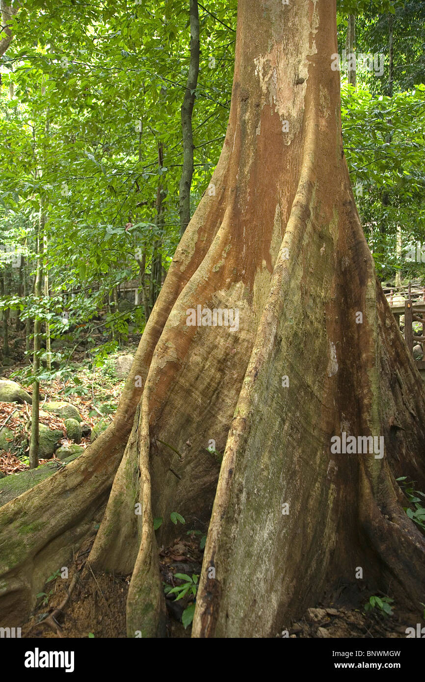 Dialium indum -Fotos und -Bildmaterial in hoher Auflösung – Alamy