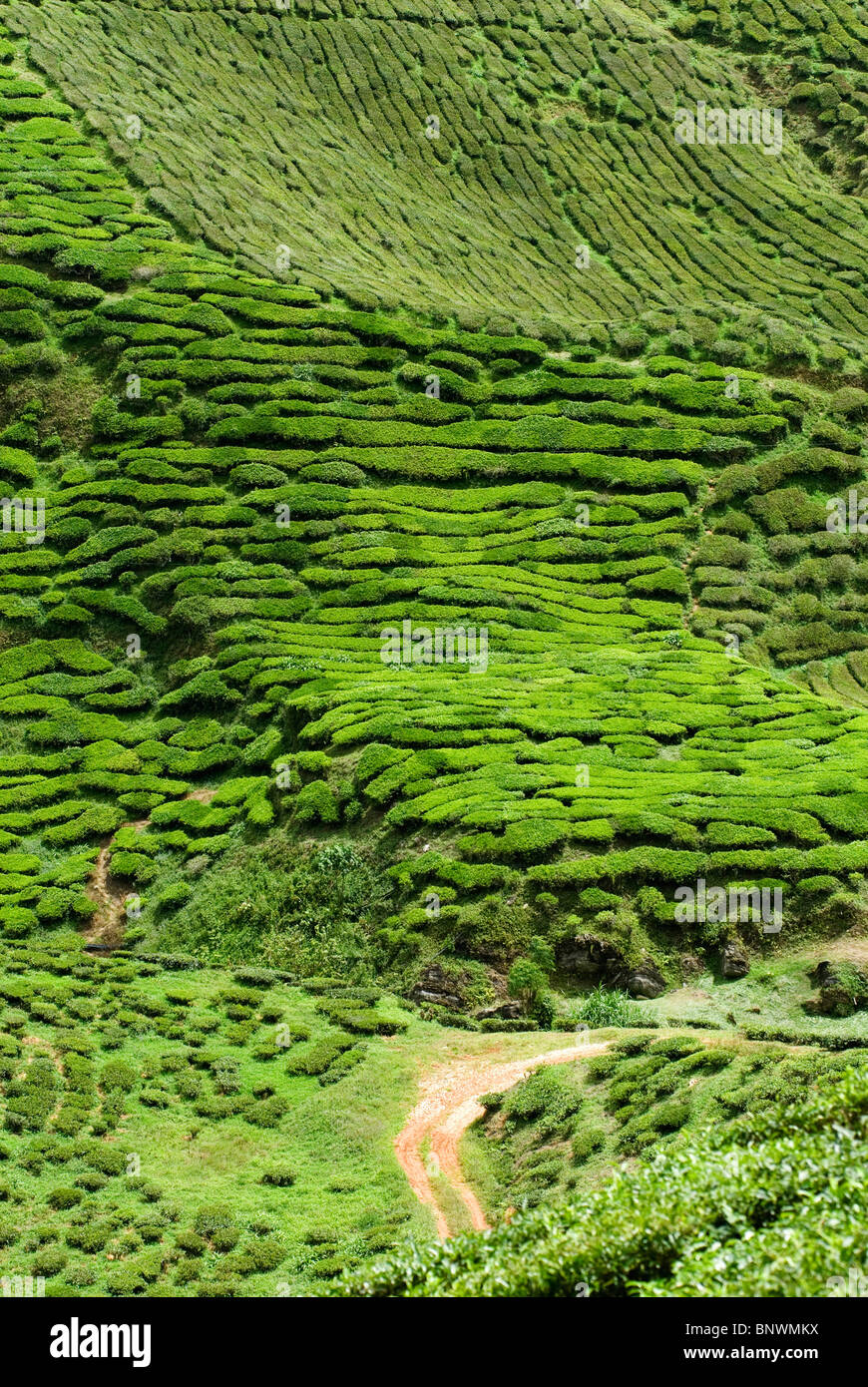 Bharat tea plantation -Fotos und -Bildmaterial in hoher Auflösung – Alamy