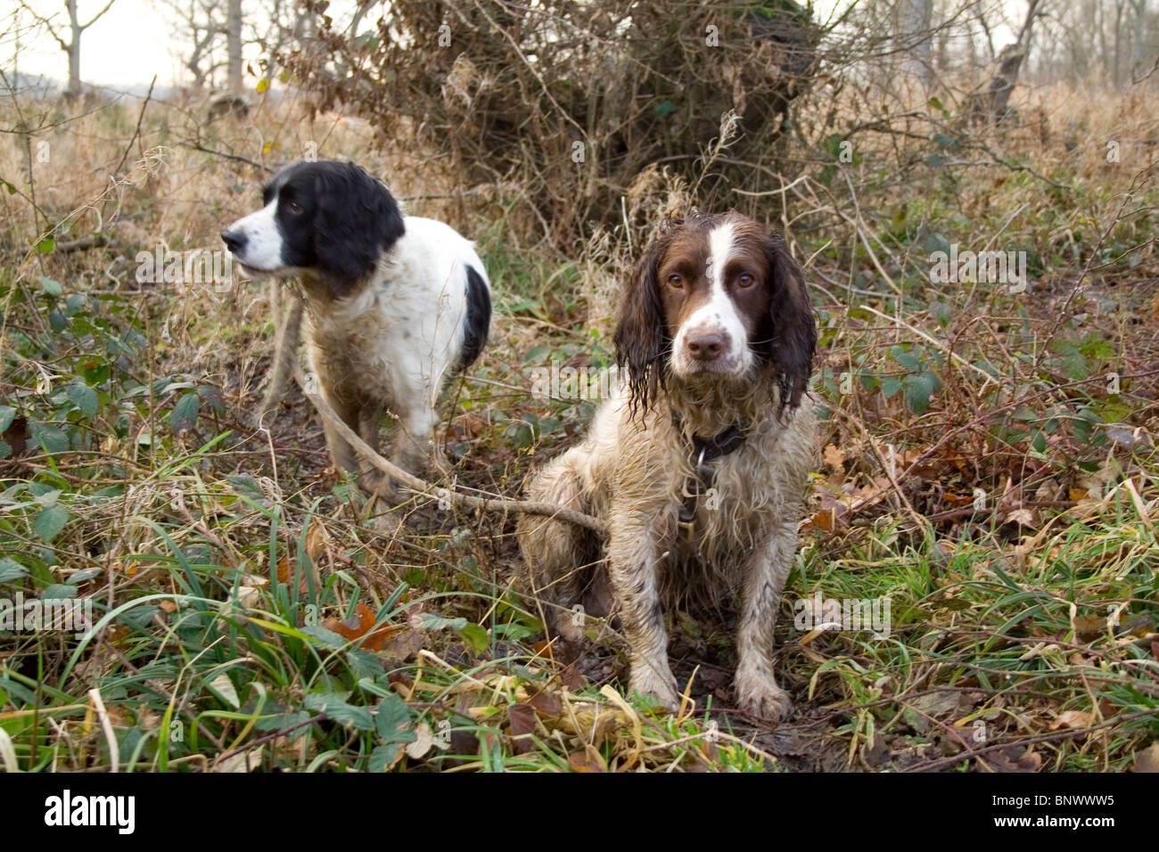 Jagd Mit Hunden Stockfotos und -bilder Kaufen - Alamy