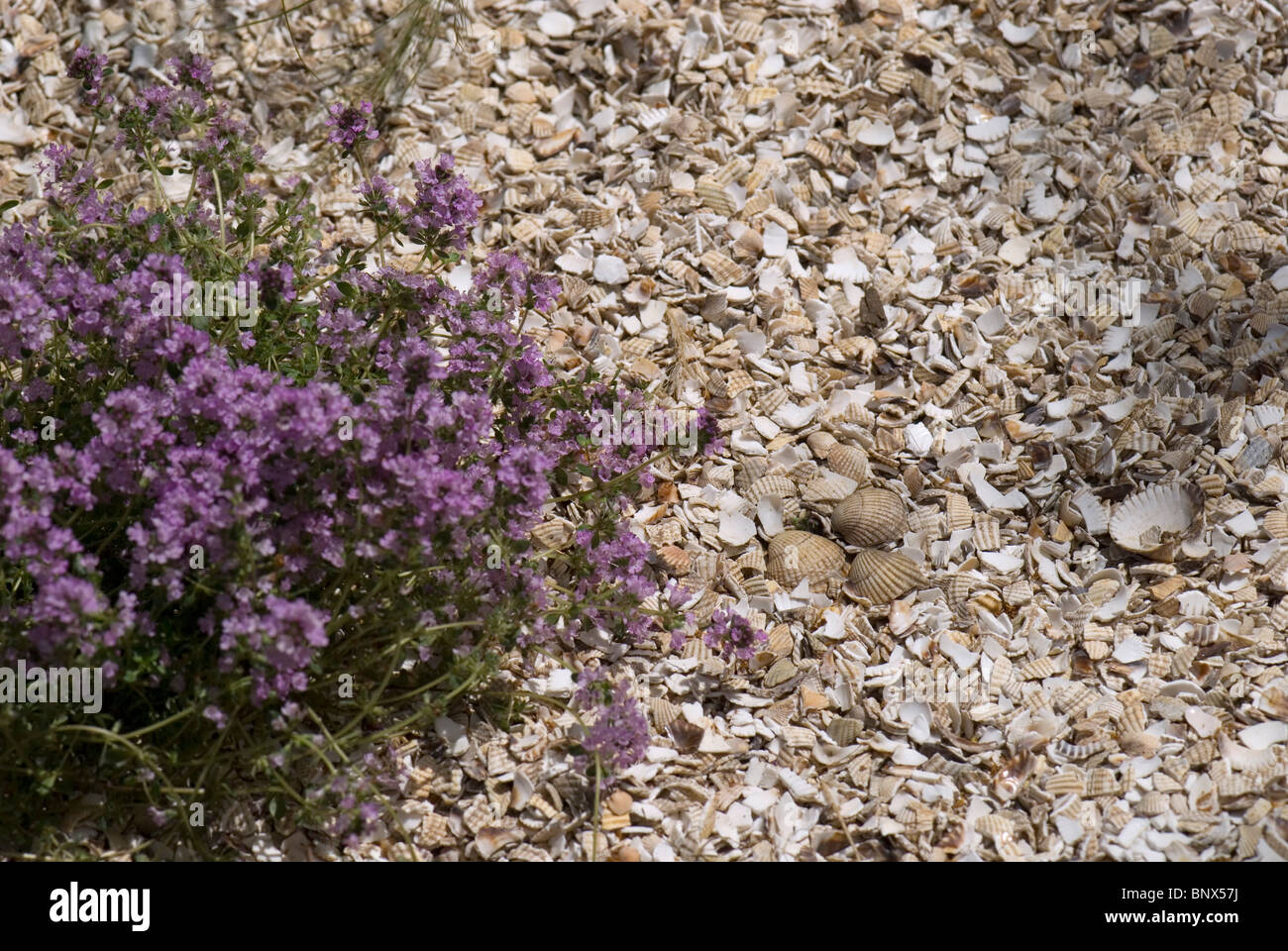 Shell mulch -Fotos und -Bildmaterial in hoher Auflösung – Alamy