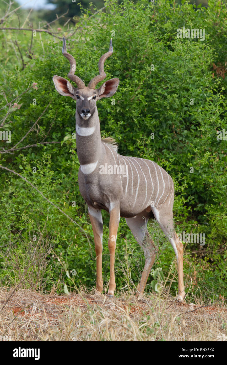 Männlicher kleiner Kudu (Tragelaphus imberbis), Tsavo East National ...