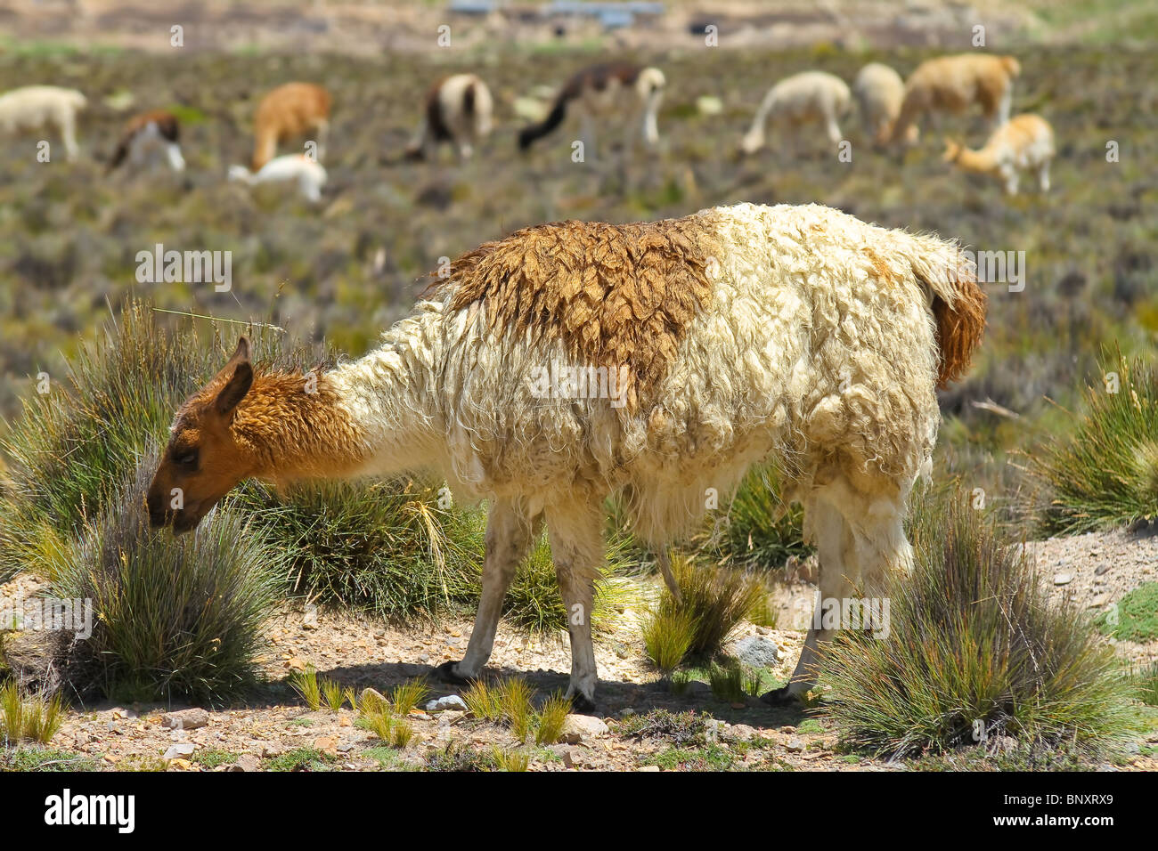 Blick auf ein Alpaka in den Anden, Peru Stockfotografie - Alamy
