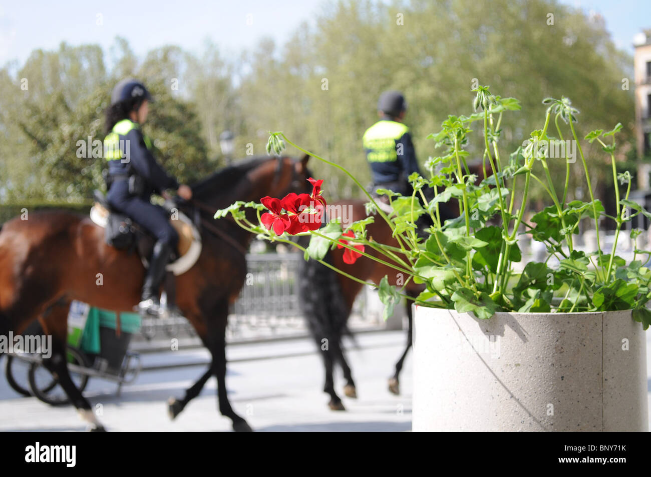 Spanisches polizeipferd -Fotos und -Bildmaterial in hoher Auflösung – Alamy