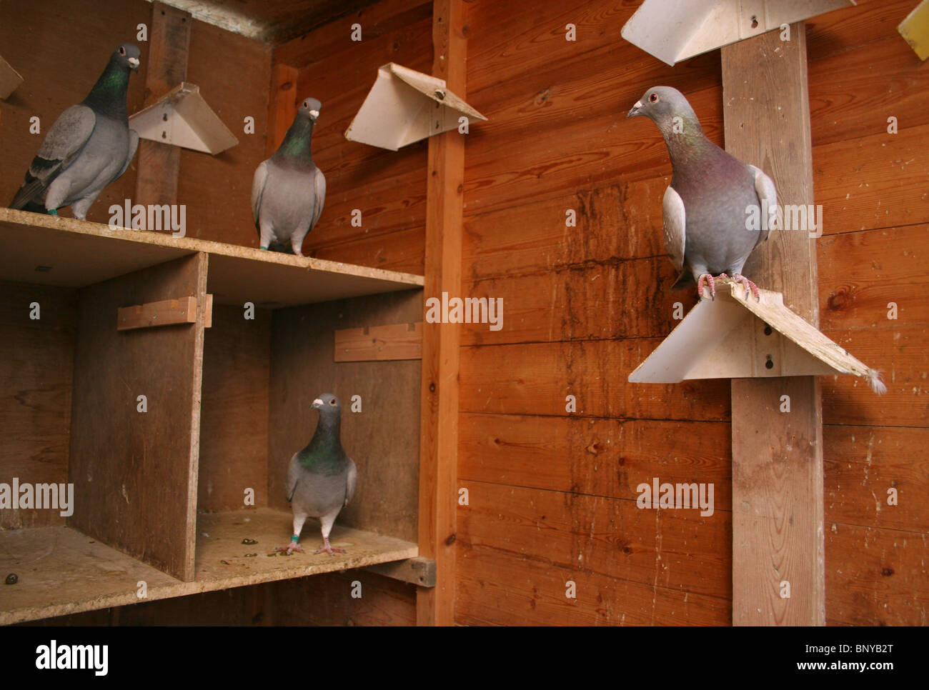 Brieftauben Uk Stockfotos und -bilder Kaufen - Alamy