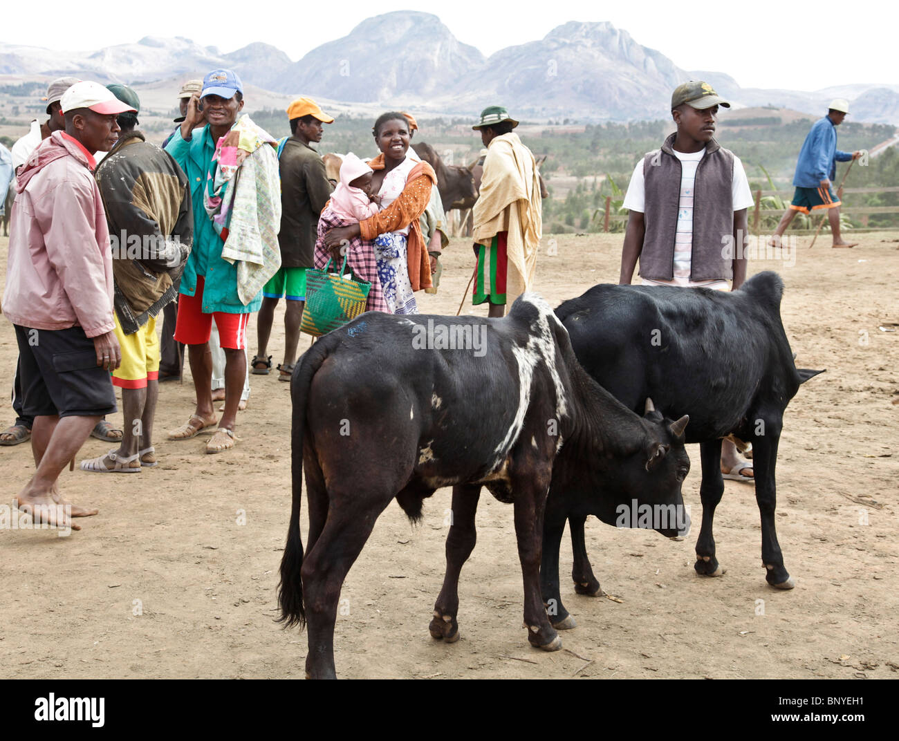 Zebu Rinder Stockfotos und -bilder Kaufen - Alamy