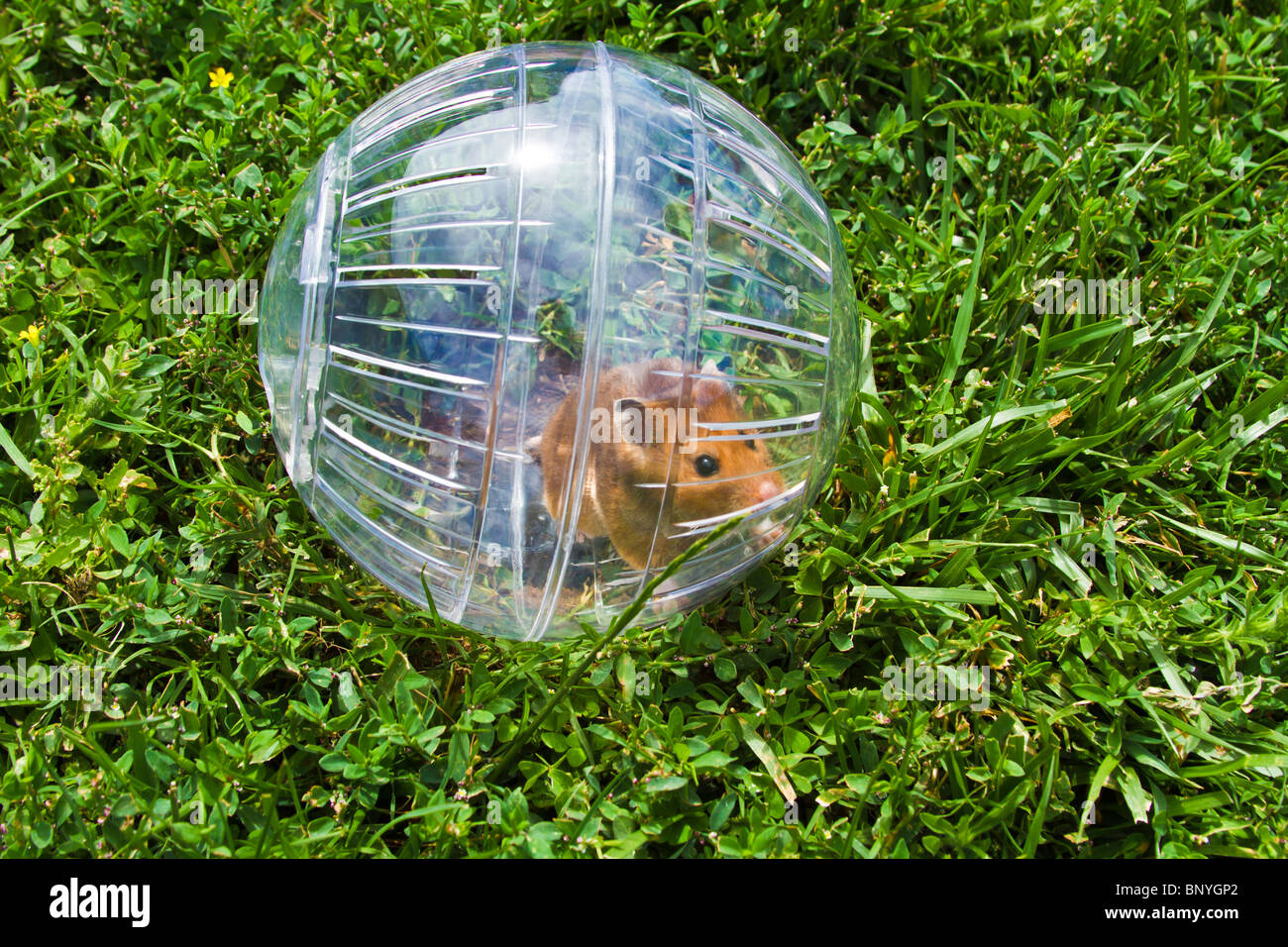 Hamster ball -Fotos und -Bildmaterial in hoher Auflösung – Alamy