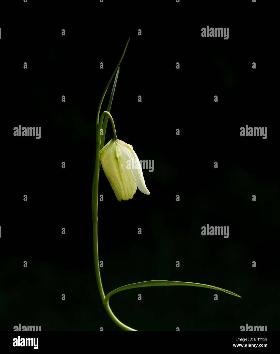 Weiße schlangen -Fotos und -Bildmaterial in hoher Auflösung – Alamy