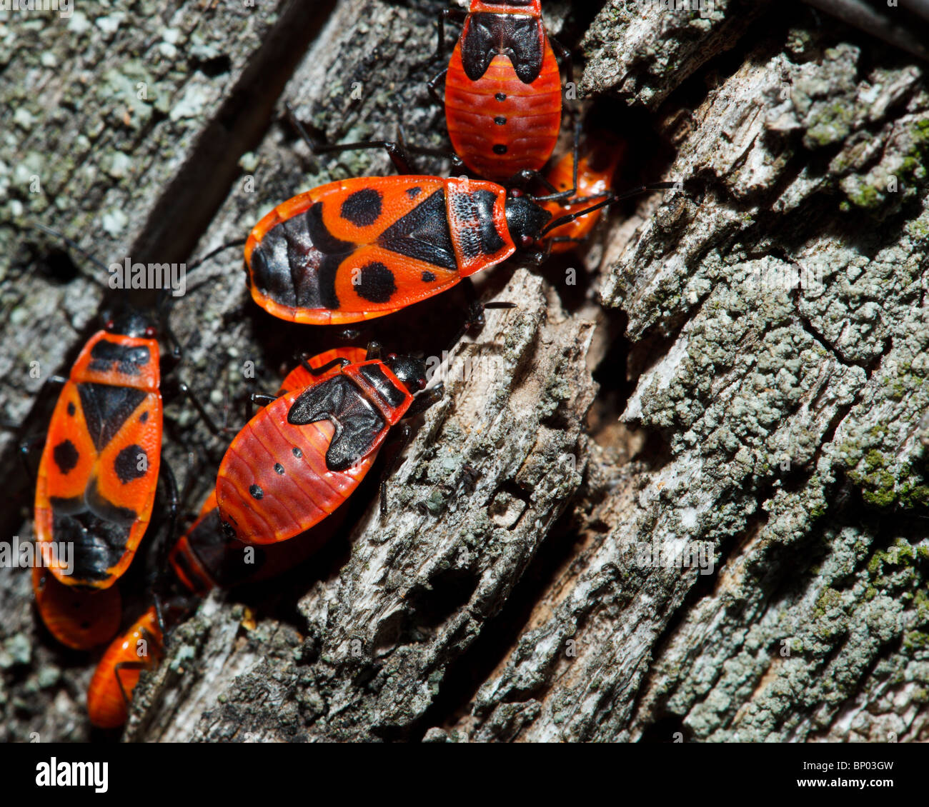 Fire bug pyrrhocoris apterus -Fotos und -Bildmaterial in hoher ...