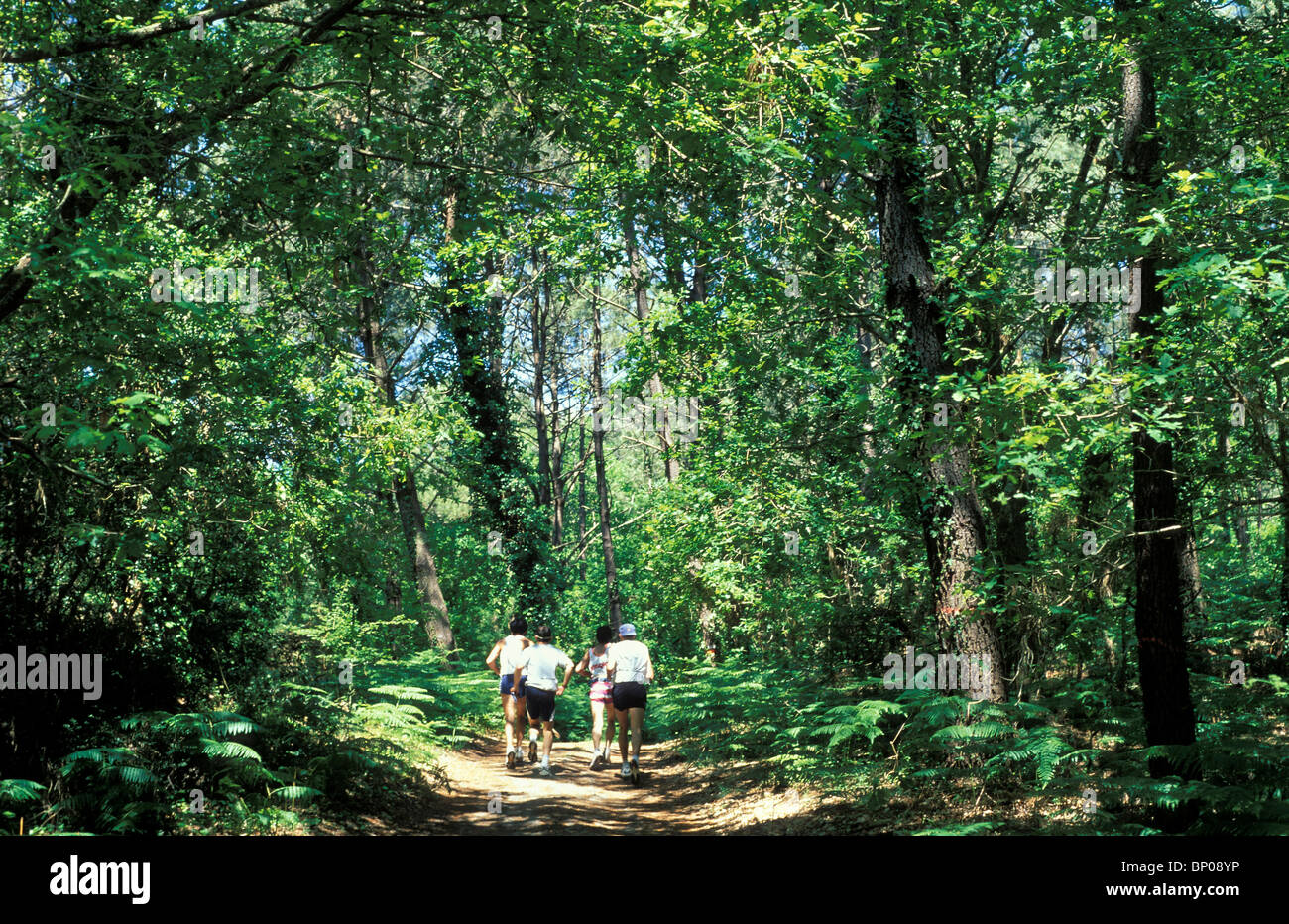Eiche wald -Fotos und -Bildmaterial in hoher Auflösung – Alamy