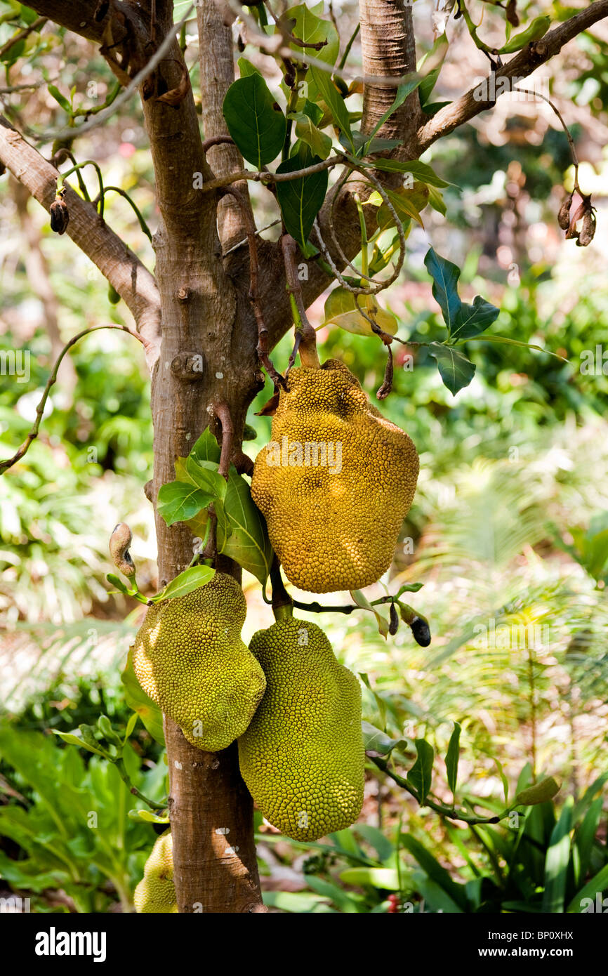 Artocarpus heterophyllus jack baumfrucht -Fotos und -Bildmaterial in ...