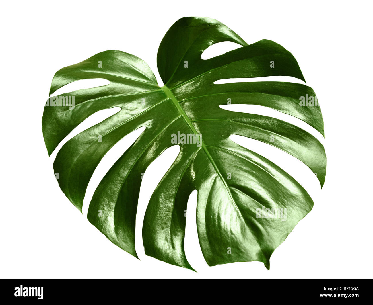 Monstera Blatt Stockfotos und -bilder Kaufen - Alamy