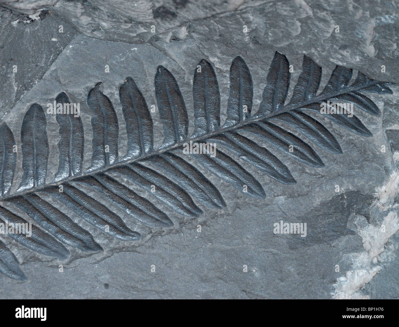 Alethopteris fossil -Fotos und -Bildmaterial in hoher Auflösung – Alamy