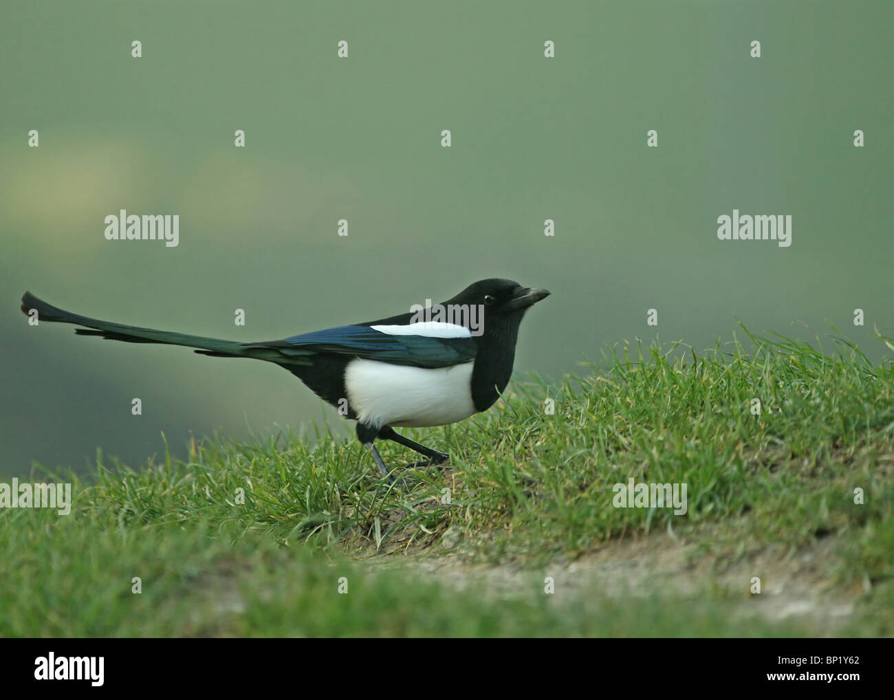 Gemeiner elstervogel Stockfotos und -bilder Kaufen - Alamy