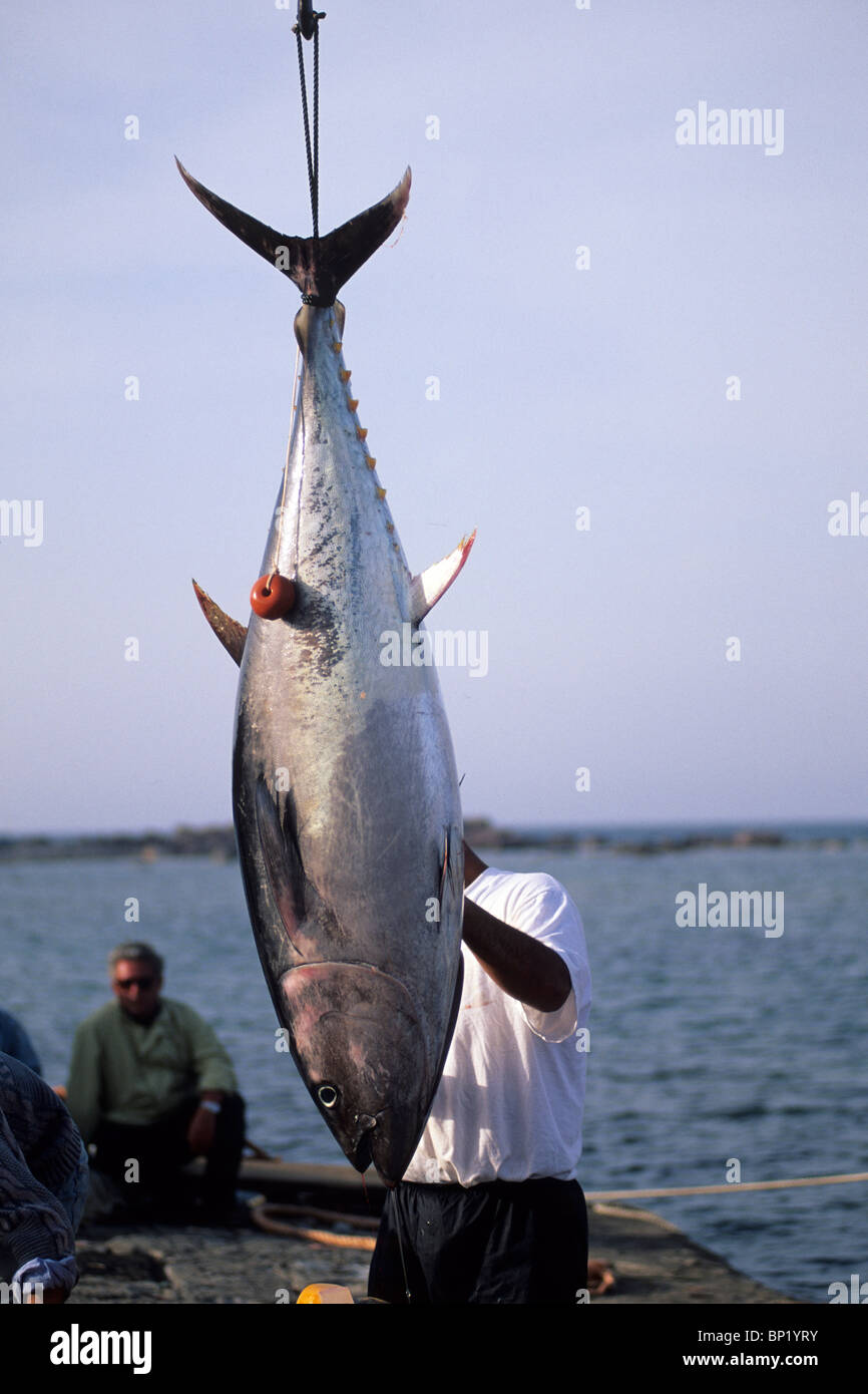 Roter thun thunnus thynnus -Fotos und -Bildmaterial in hoher Auflösung ...