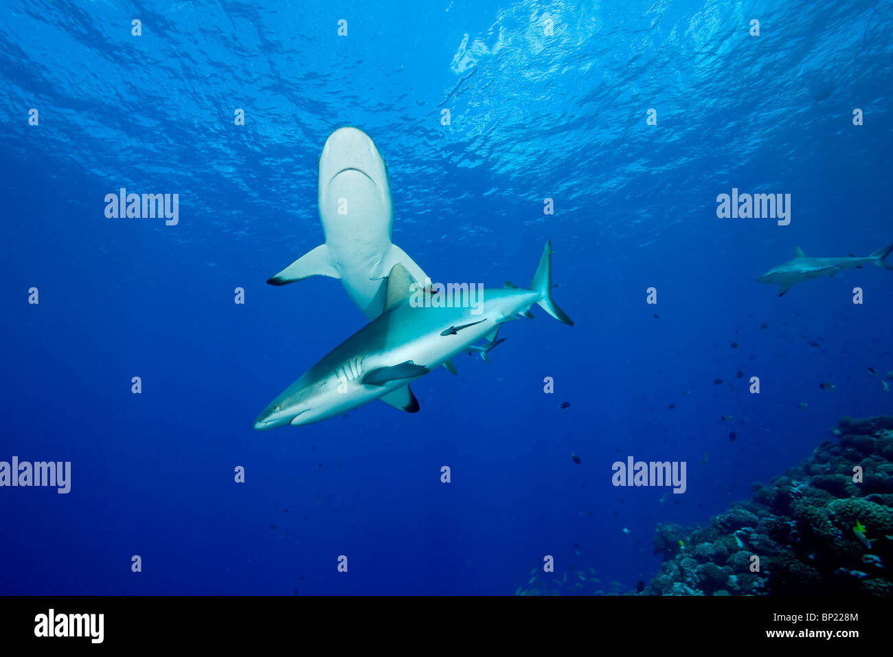 Carcharhinus amblyrhynchos -Fotos und -Bildmaterial in hoher Auflösung ...