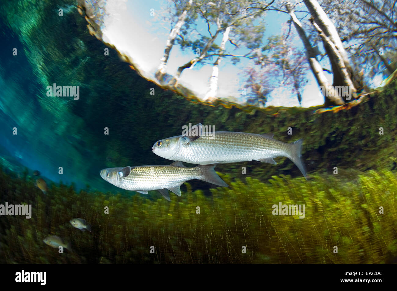 Nord florida quellen -Fotos und -Bildmaterial in hoher Auflösung – Alamy