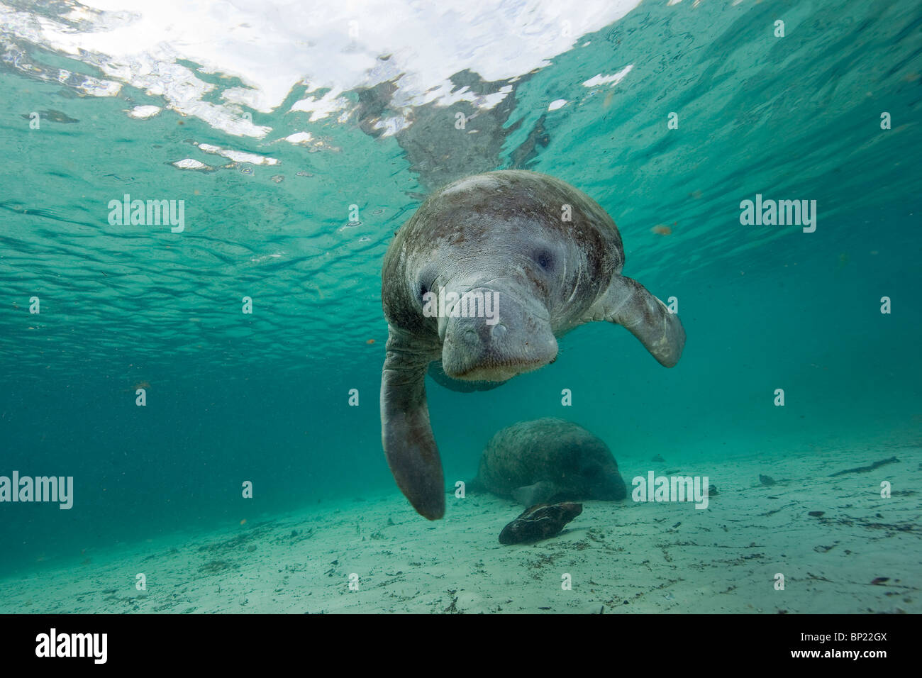 Florida manatee -Fotos und -Bildmaterial in hoher Auflösung – Alamy