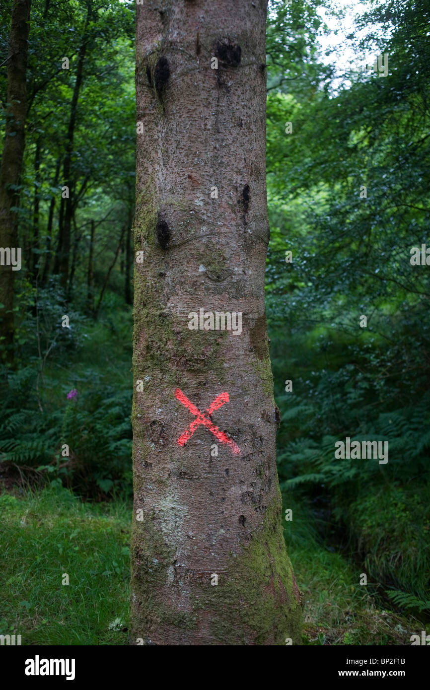 Markierter baumstamm -Fotos und -Bildmaterial in hoher Auflösung – Alamy
