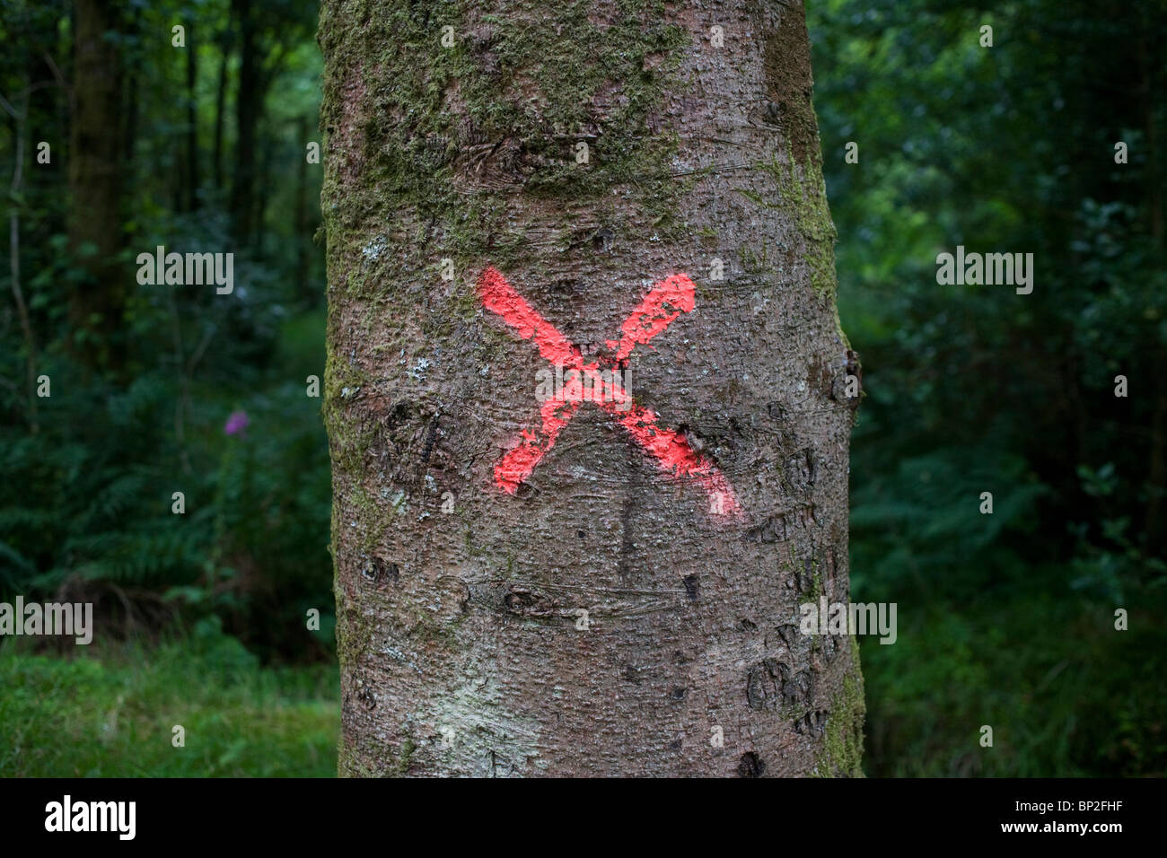Bemalter stamm -Fotos und -Bildmaterial in hoher Auflösung – Alamy