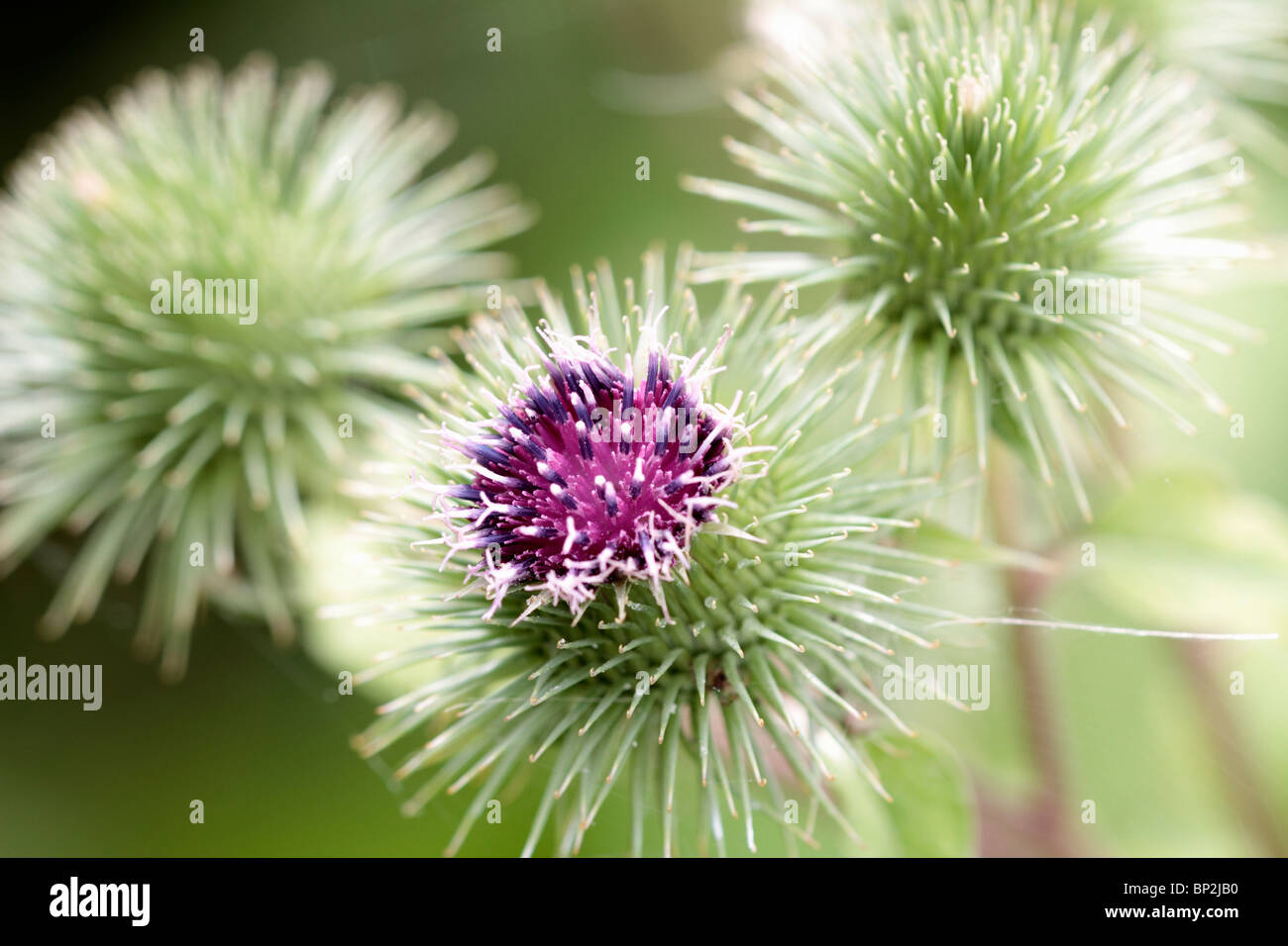 Gemeinsame klette -Fotos und -Bildmaterial in hoher Auflösung – Alamy