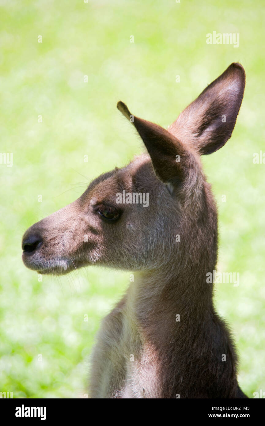 Kangaroo head -Fotos und -Bildmaterial in hoher Auflösung – Alamy