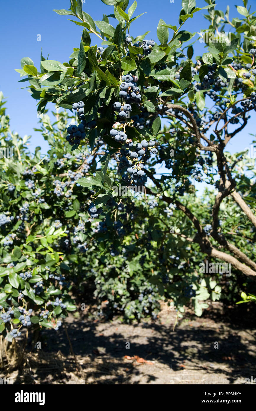 Heidelbeer-Baum für Nutzung im Hintergrund Stockfotografie - Alamy