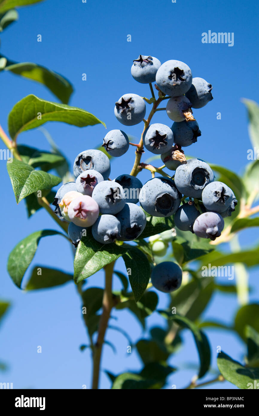 Heidelbeer-Baum für Nutzung im Hintergrund Stockfotografie - Alamy