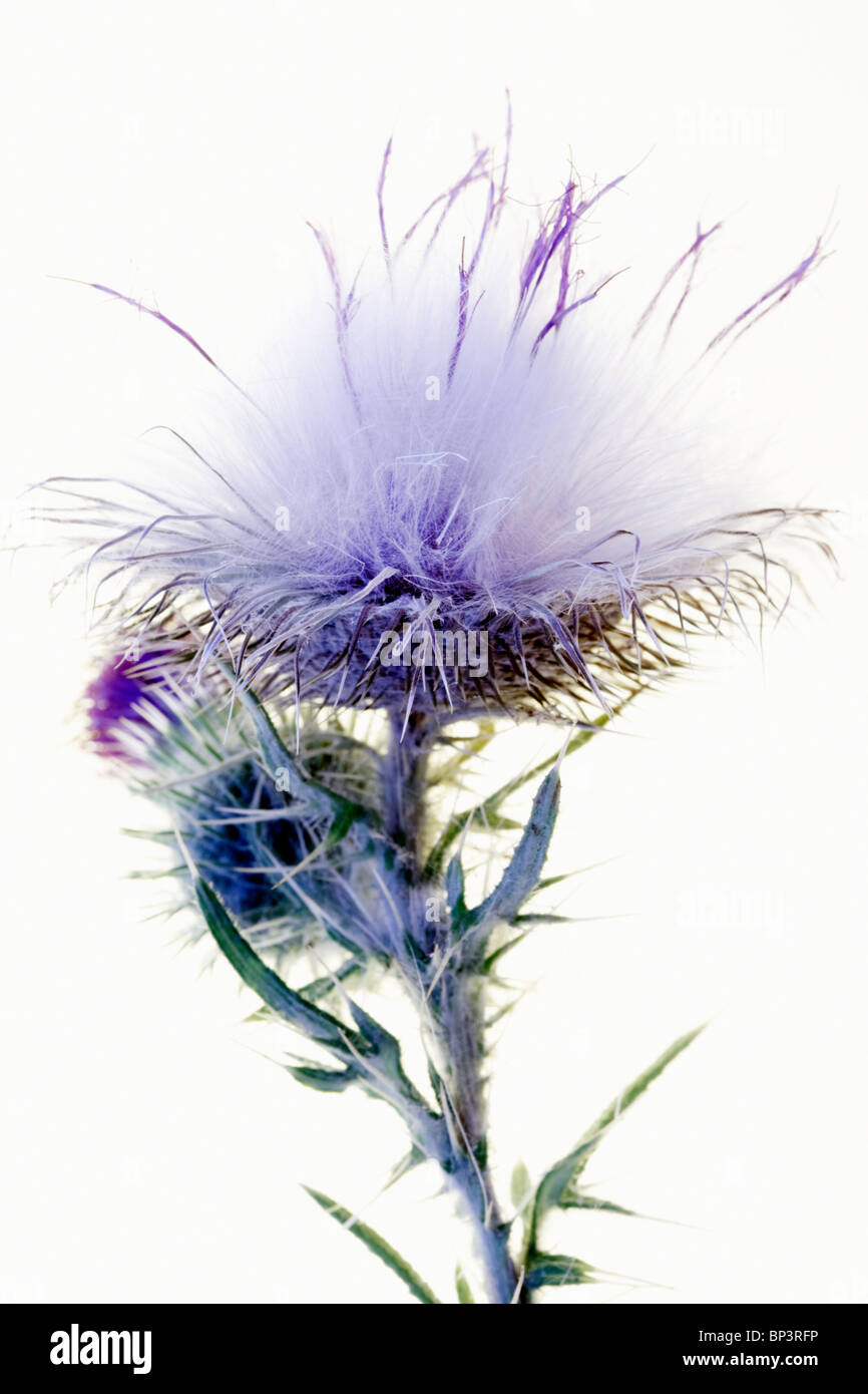Schottland distel -Fotos und -Bildmaterial in hoher Auflösung – Alamy