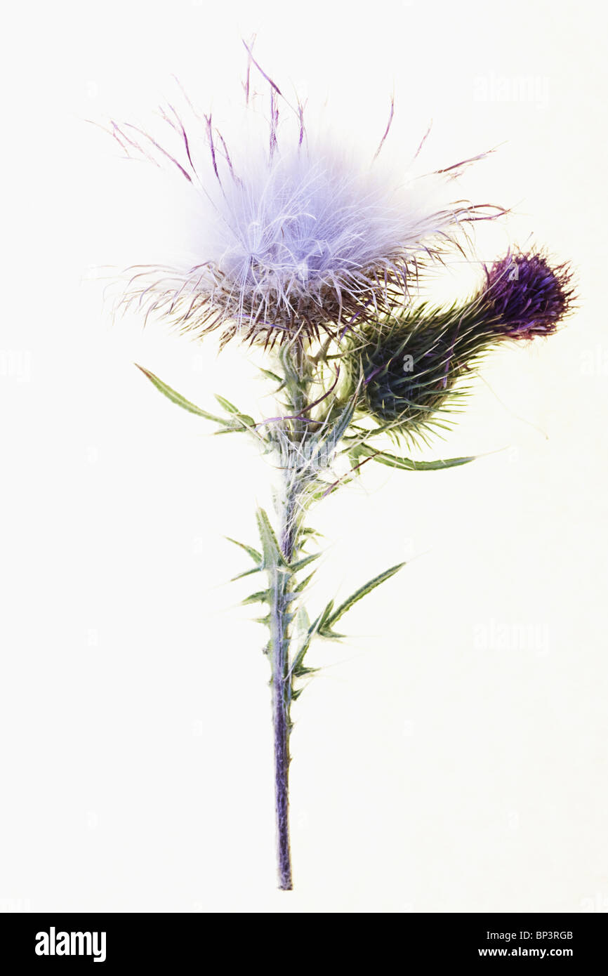 Thistle scottish -Fotos und -Bildmaterial in hoher Auflösung – Alamy