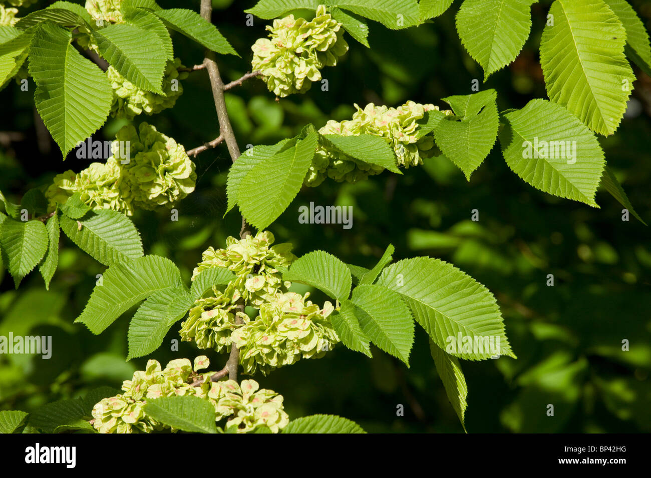 Wych Elm Seed Stockfotos und -bilder Kaufen - Alamy