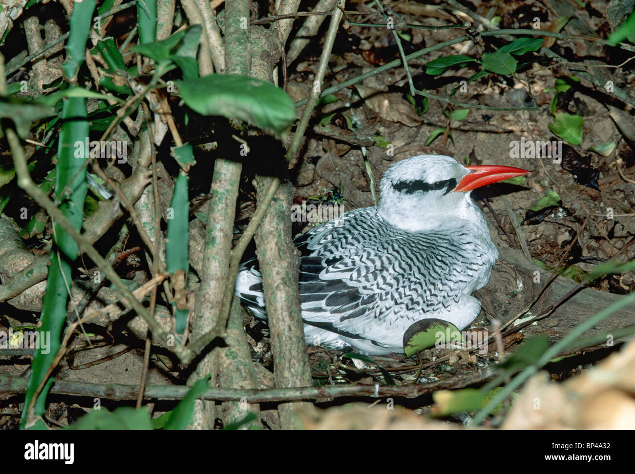 Bird wings -Fotos und -Bildmaterial in hoher Auflösung – Alamy