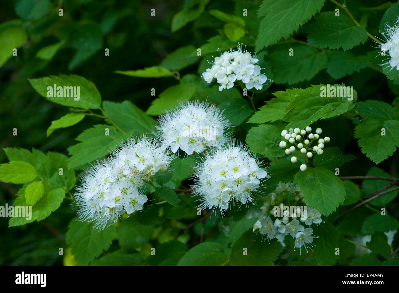 Spiraea chamaedryfolia ssp ulmifolia -Fotos und -Bildmaterial in hoher ...